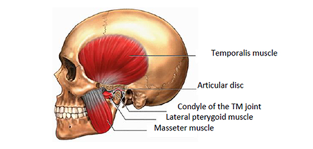 figure1-anatomy-of-the-skull « Roncone Orthodontics International